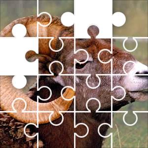 Bighorn Sheep 6 Piece Classic Jigsaw Puzzle - JigZone.com