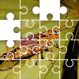 Grasshopper Jigsaw Puzzle - JigZone.com