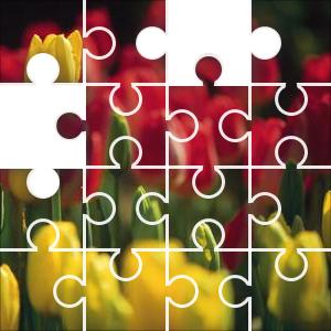 Tulips Jigsaw Puzzle - JigZone.com