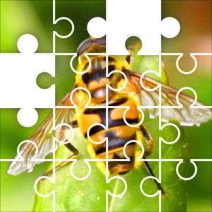 Insect Jigsaw Puzzle - JigZone.com