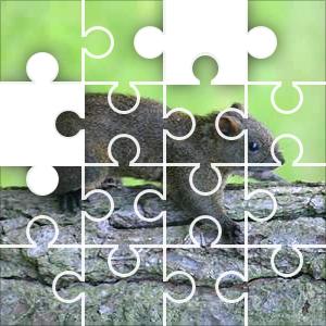 Squirrel Jigsaw Puzzle - JigZone.com