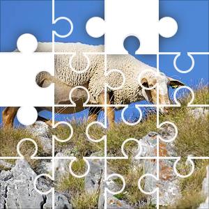 Mountain Sheep Jigsaw Puzzle - JigZone.com