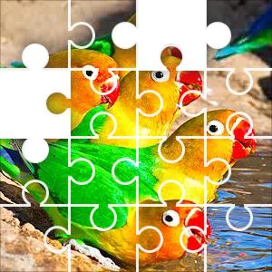 Fischer's Lovebird Jigsaw Puzzle - JigZone.com