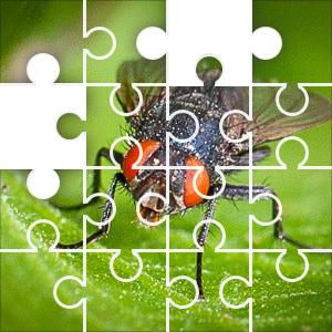Fly Insect Jigsaw Puzzle - JigZone.com