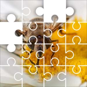 Insect On Flora Jigsaw Puzzle - JigZone.com