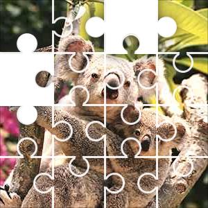 Koala Jigsaw Puzzle - JigZone.com